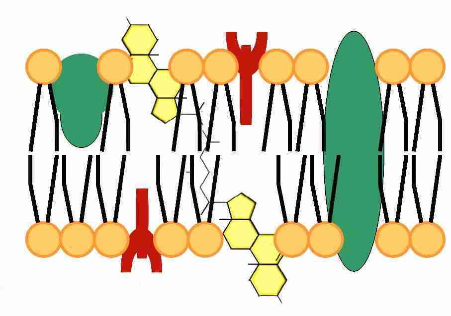 Anfipatica: caratteristiche, esempi - Chimicamo