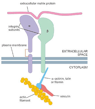 Integrine - Chimicamo