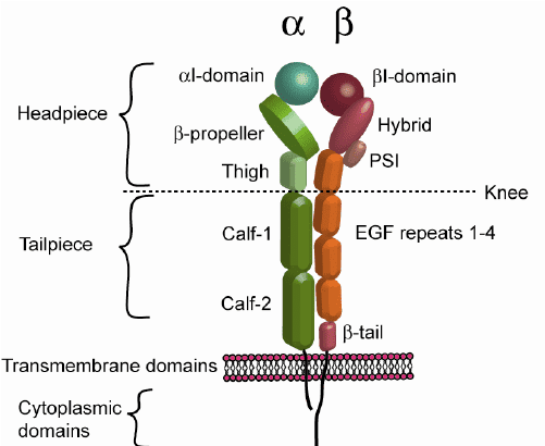 Integrine - Chimicamo